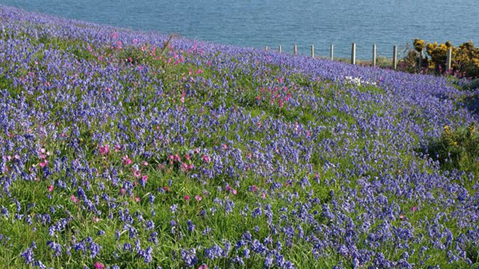 A Cornish Wedding – Cornish Story