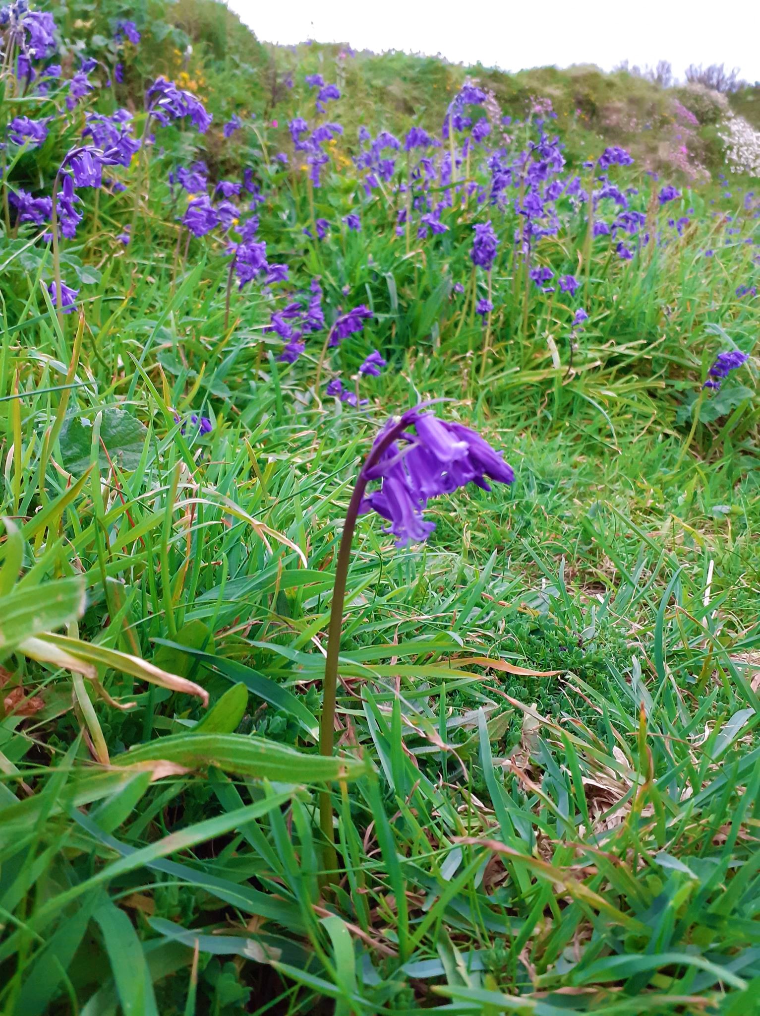 Stars and bluebells – Cornish Story