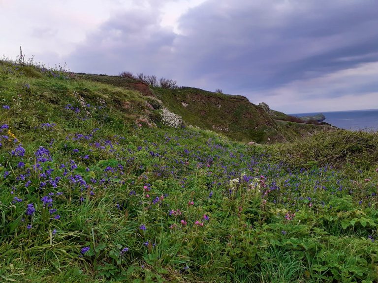 Stars and bluebells – Cornish Story