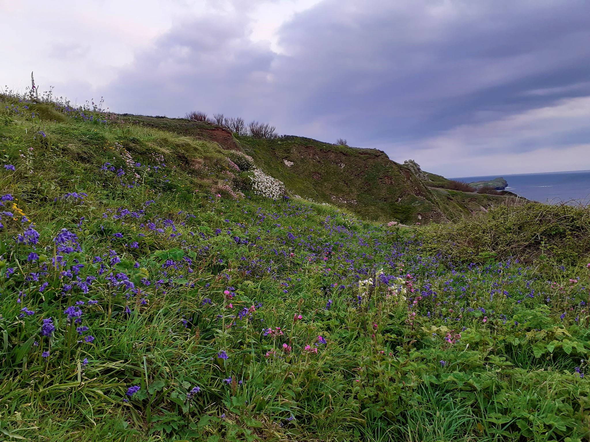 Stars and bluebells – Cornish Story